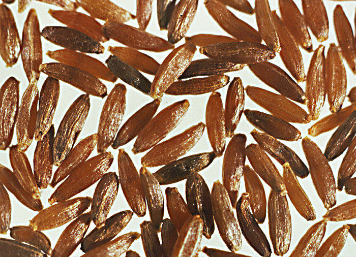 Artemisia Vulgaris L Seeds